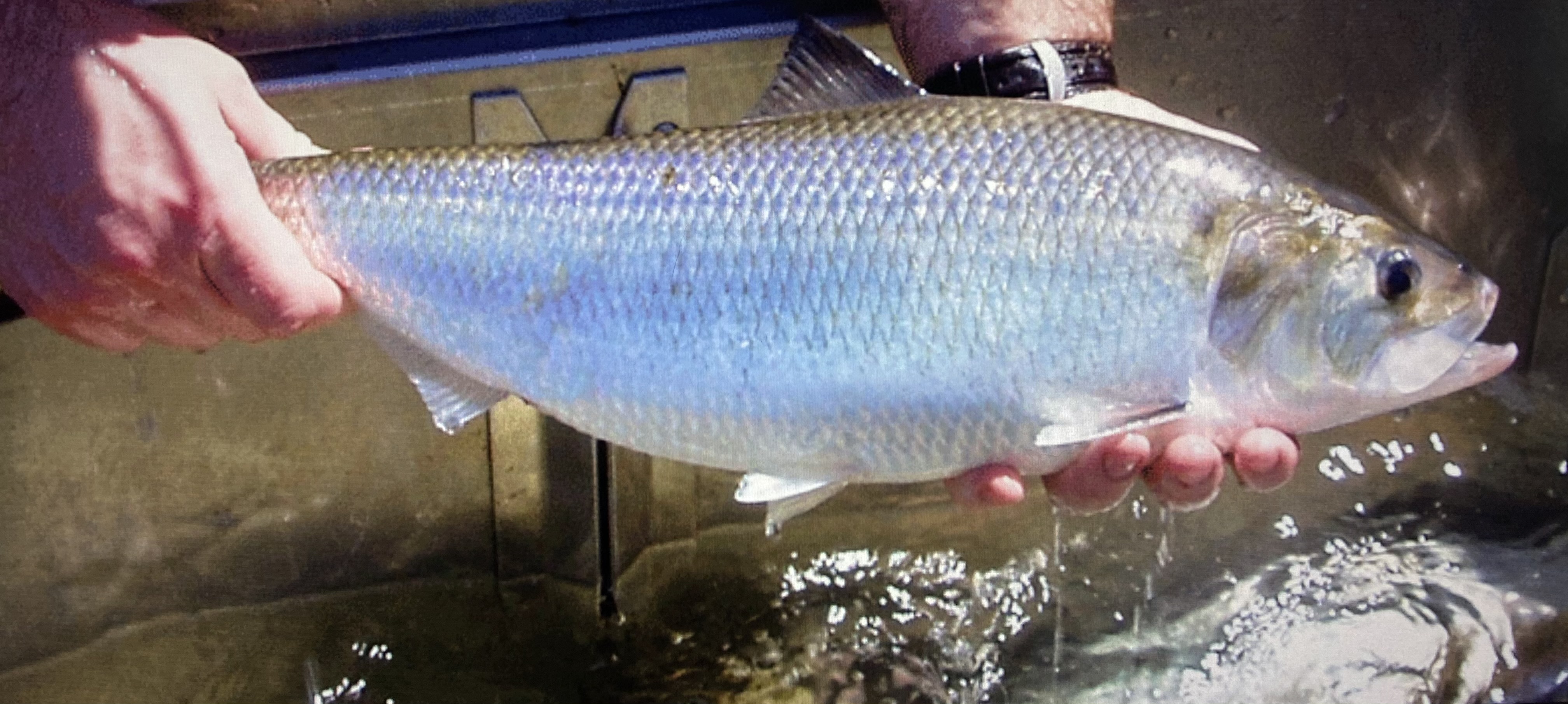 American shad | FWS.gov